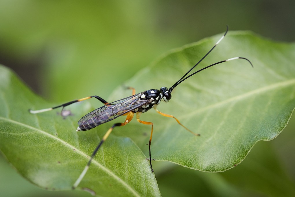 The Ruins of the Moment: Xanthocryptus novozealandicus: the lemon tree ...